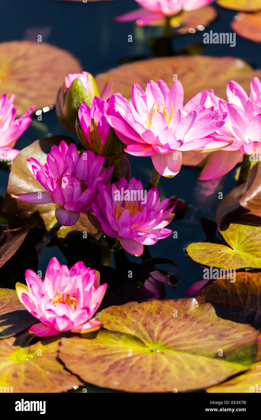 Blooming waterlilies of different colors in water garden Stock Photo ...