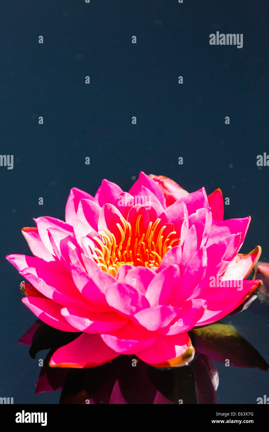 Blooming waterlilies of different colors in water garden Stock Photo ...