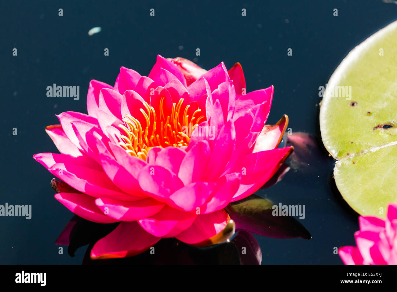 Blooming waterlilies of different colors in water garden Stock Photo ...