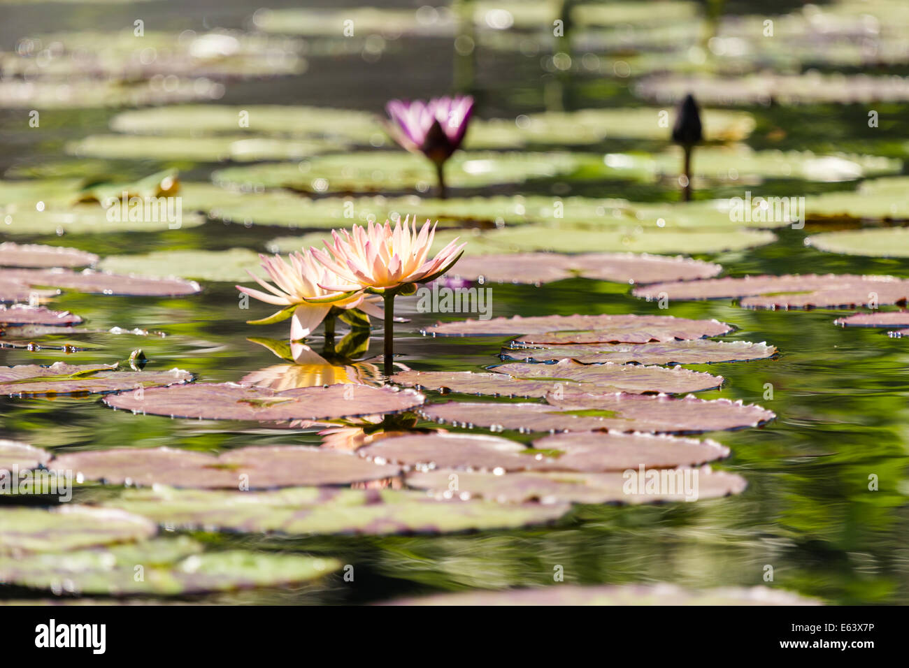 Blooming waterlilies of different colors in water garden Stock Photo ...