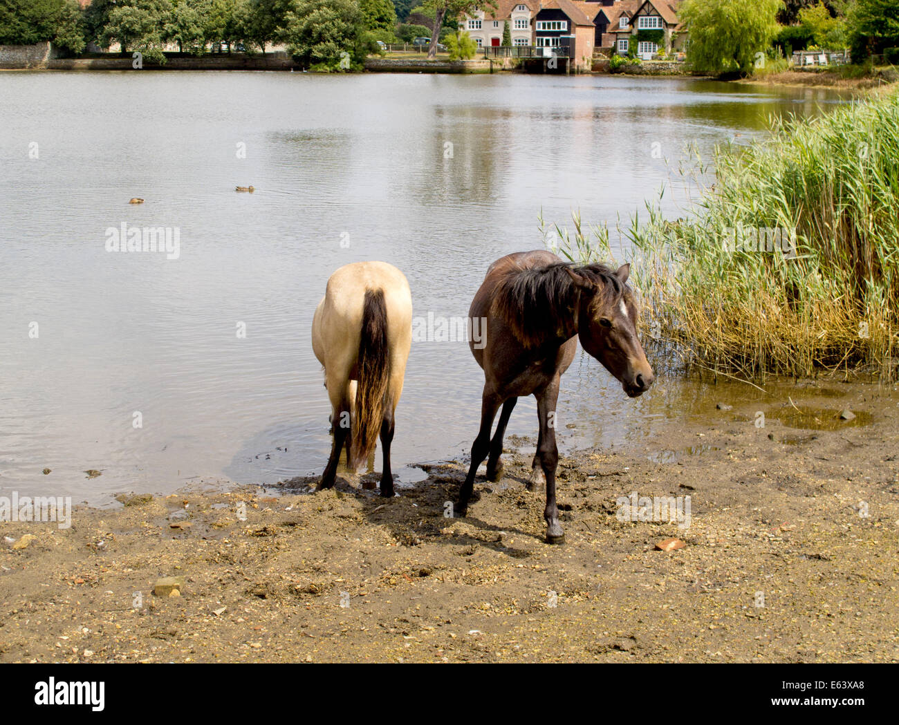 A view of two New Forest ponies by the lake at Beaulieu Stock Photo - Alamy