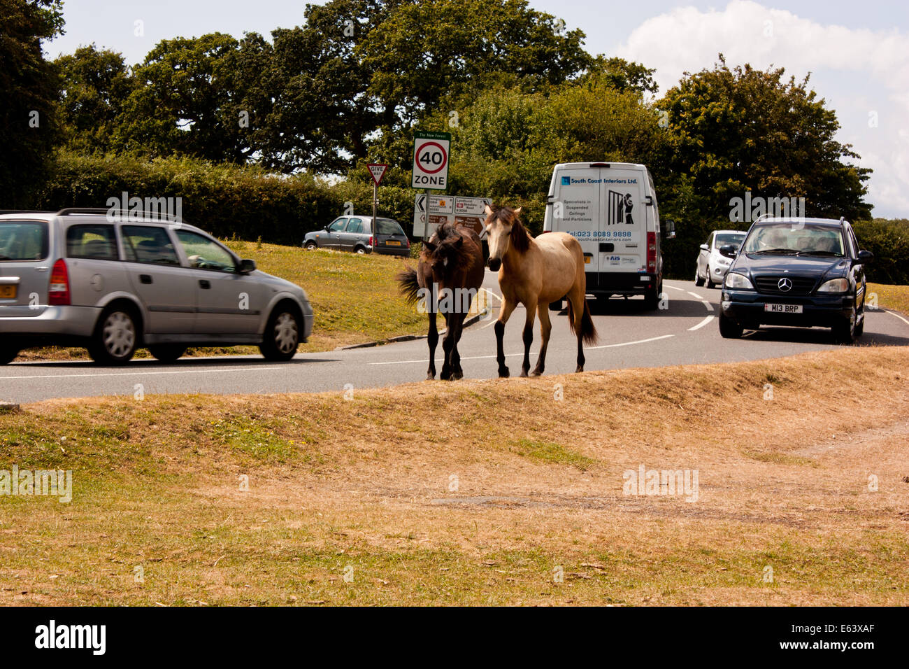 New Forest ponies obstructing traffic Stock Photo - Alamy