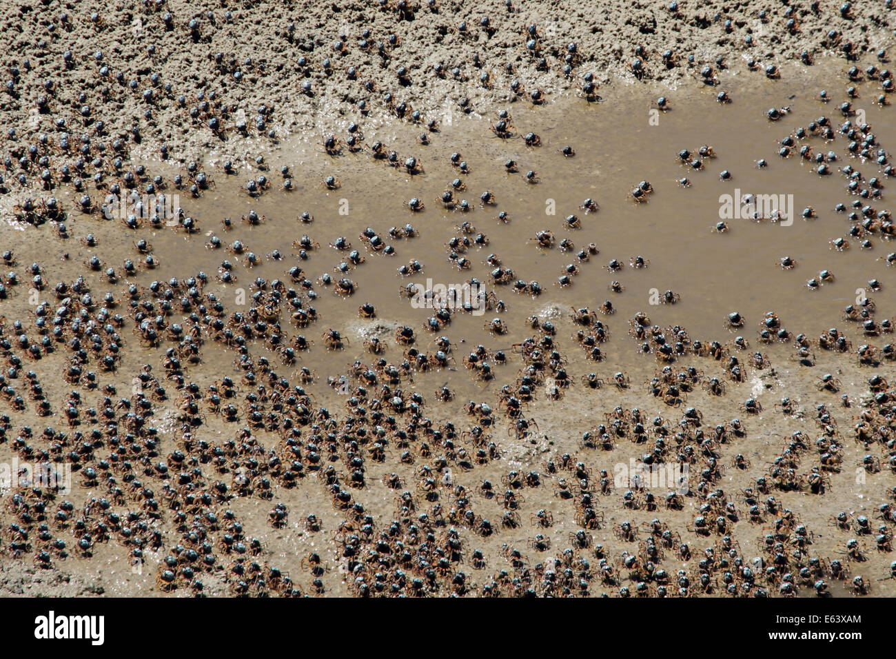 Small crabs on a beach in Australia Stock Photo - Alamy