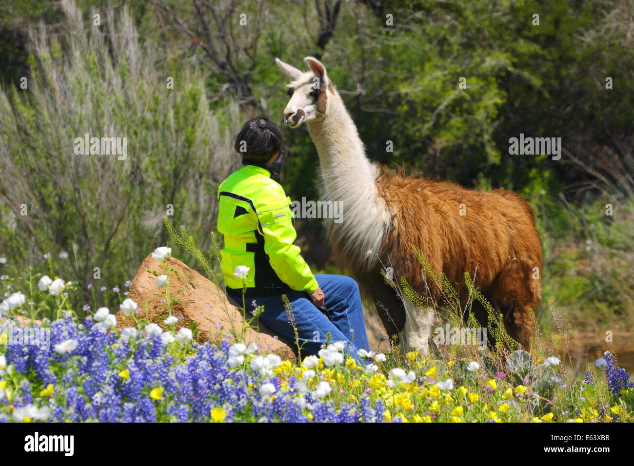 A llama interacts with a lady in a field of Spring wildflowers near ...