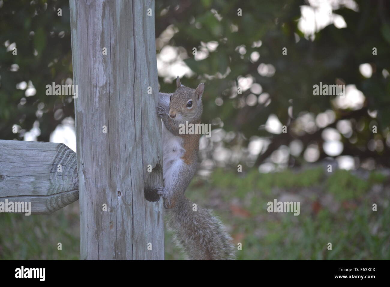 Naturaleza hi-res stock photography and images - Alamy