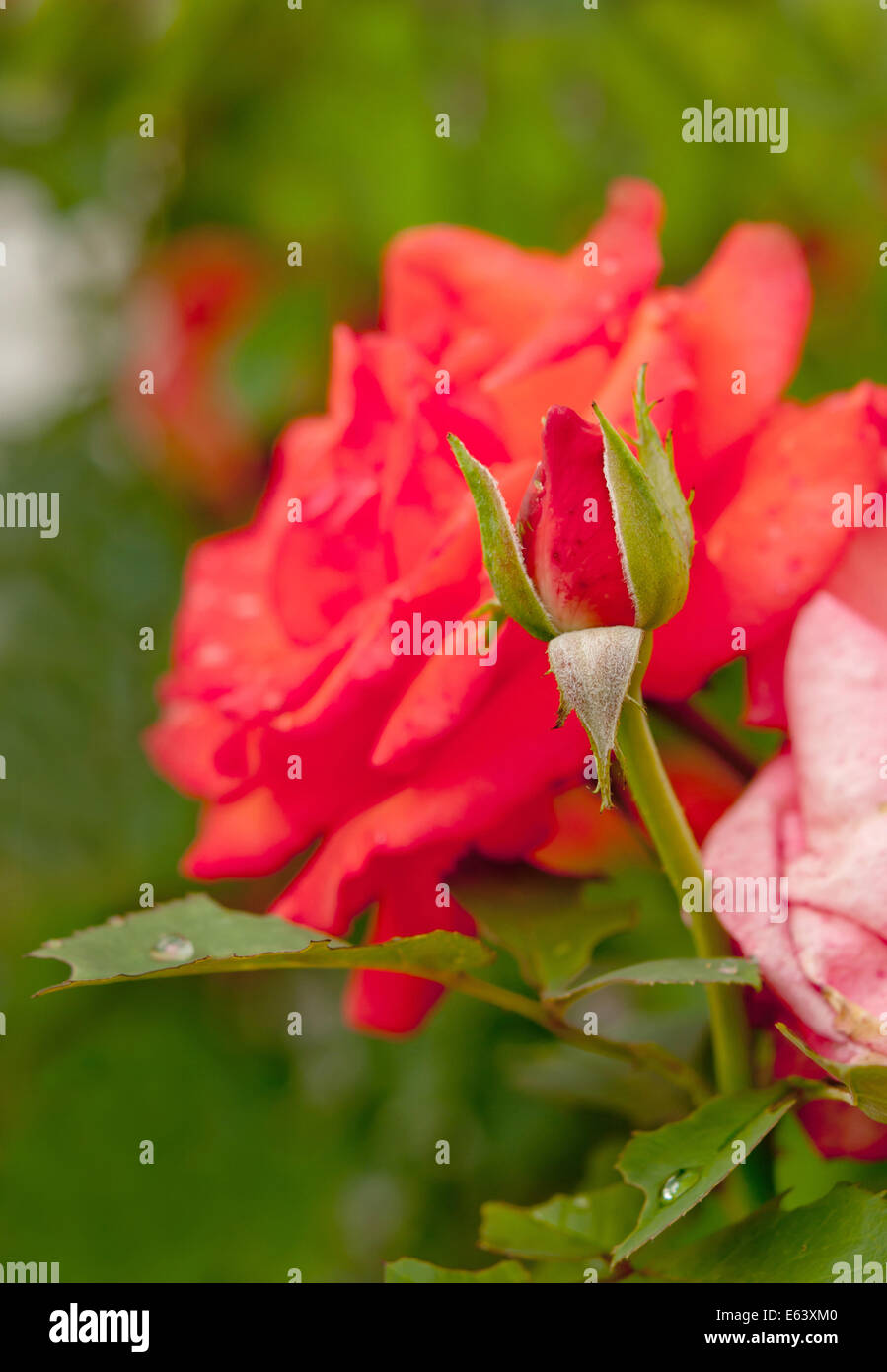 Beautiful cluster rose bush hi-res stock photography and images - Alamy