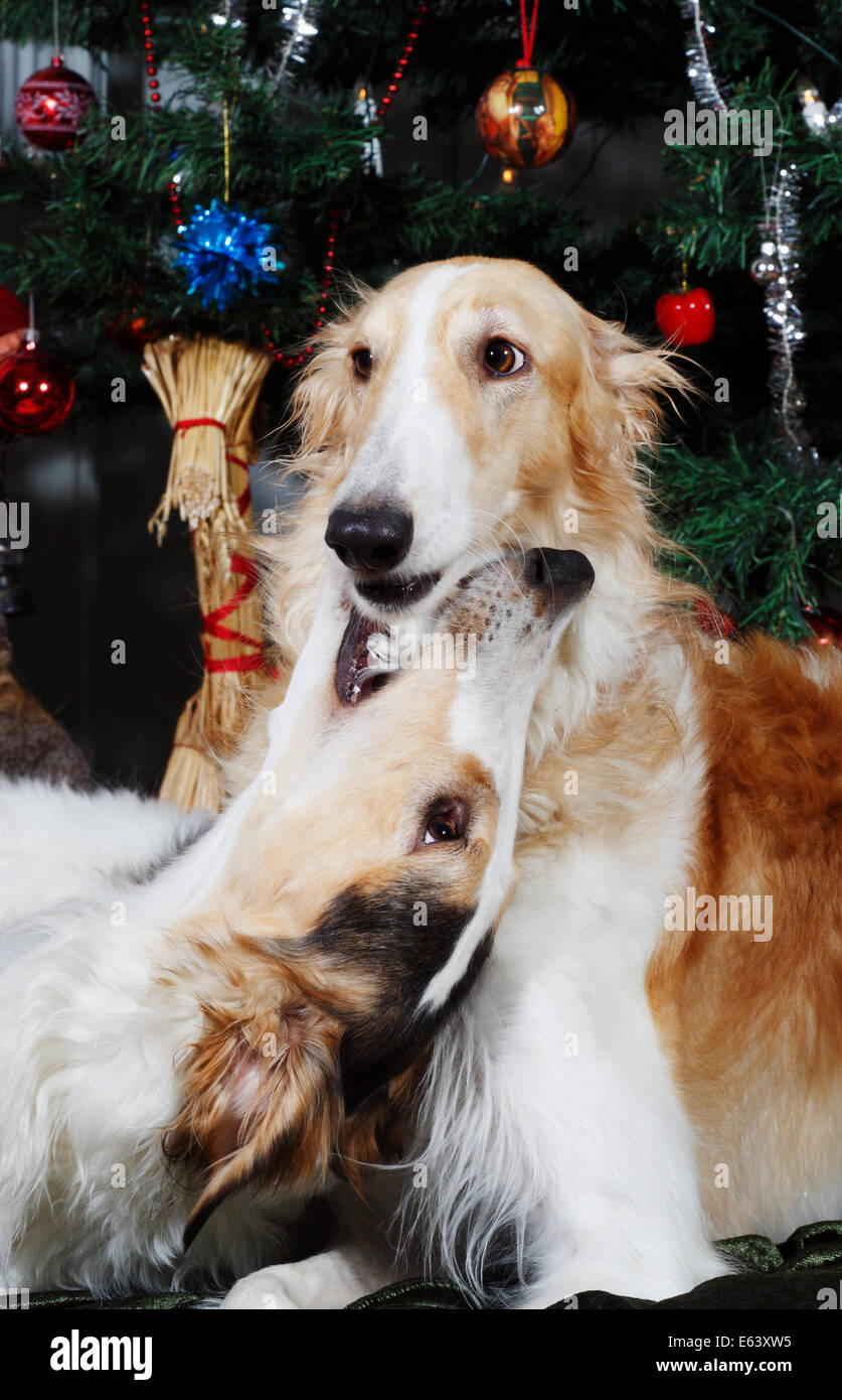 Two Borzoi females playing around Stock Photo - Alamy