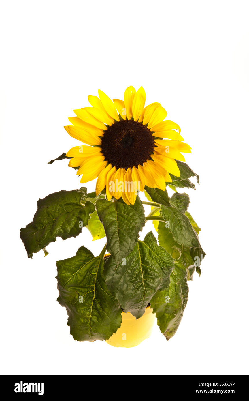 Sunflower in flower pot hi-res stock photography and images - Alamy