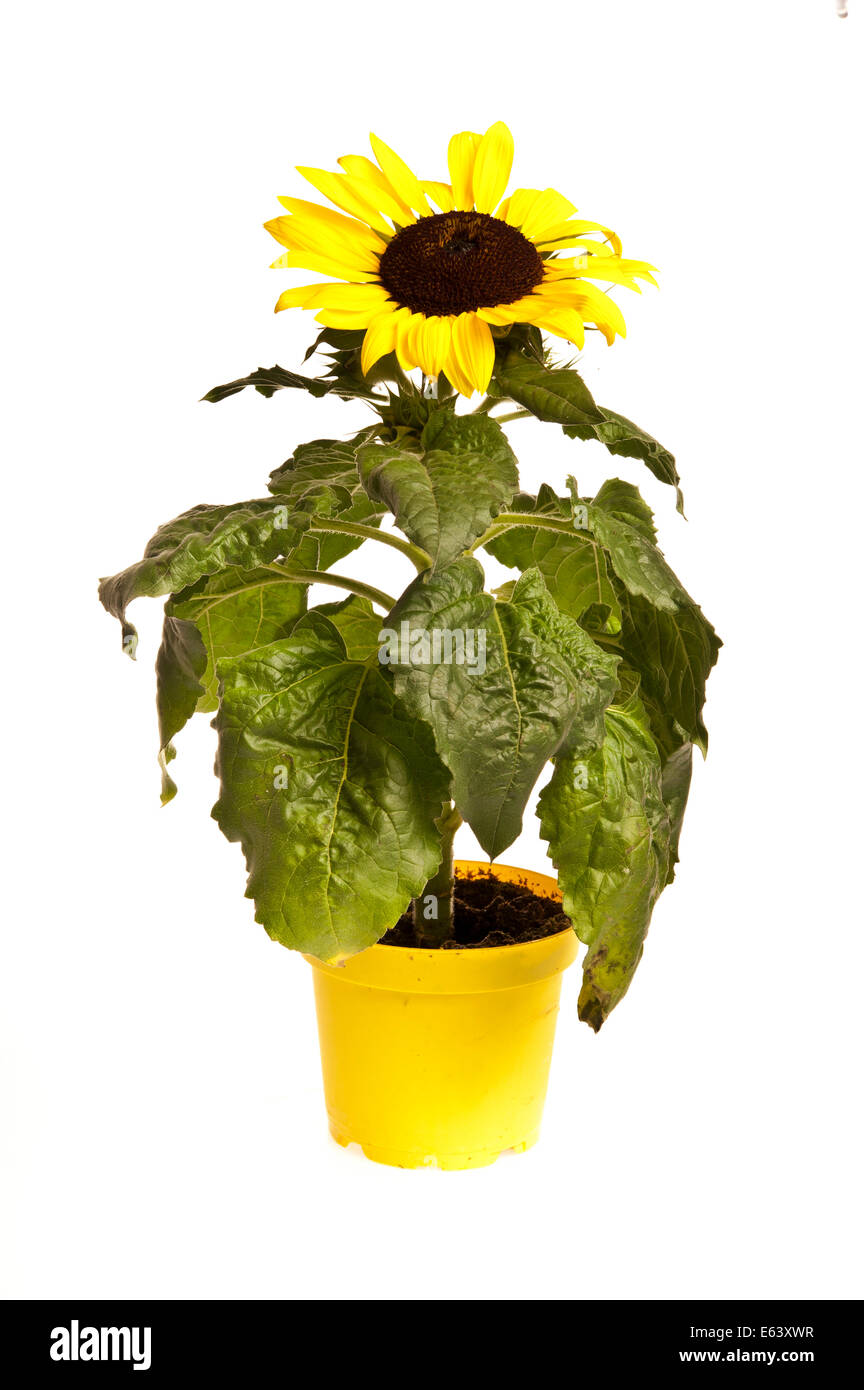 sunflower in a pot Stock Photo - Alamy