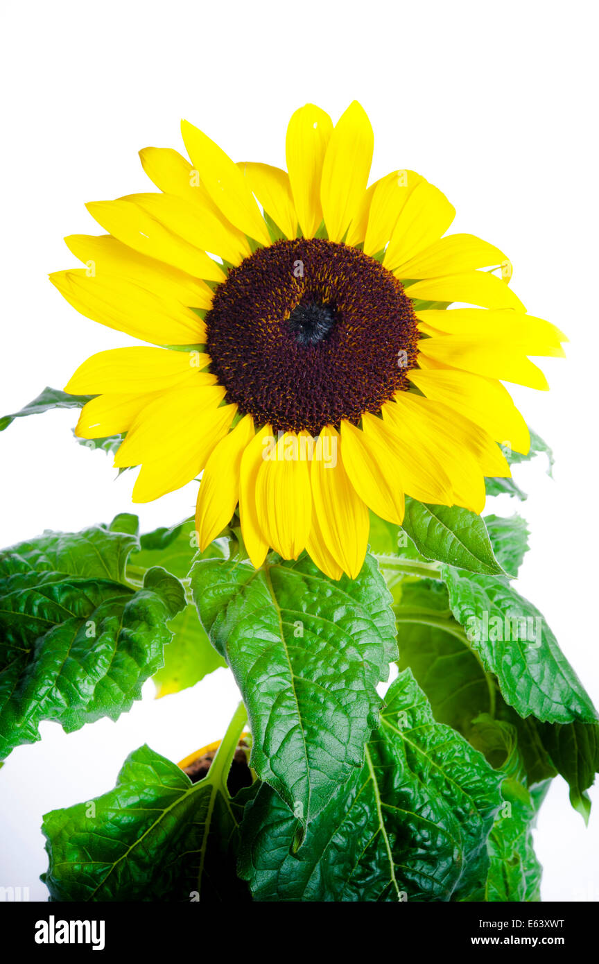 Sunflower in flower pot hi-res stock photography and images - Alamy