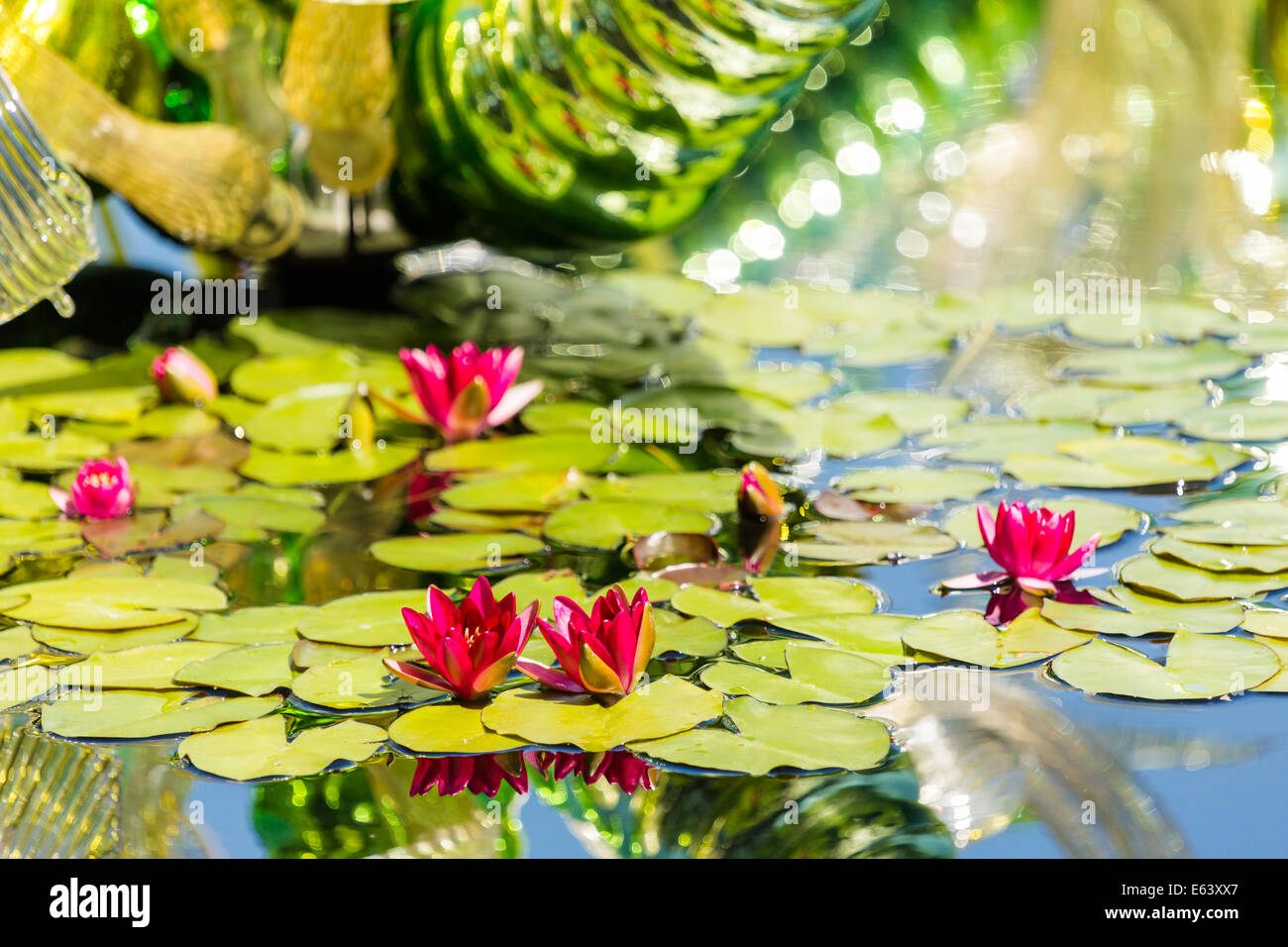 Blooming waterlilies of different colors in water garden Stock Photo ...