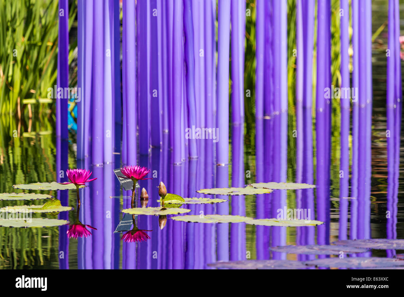 Blooming waterlilies of different colors in water garden Stock Photo ...