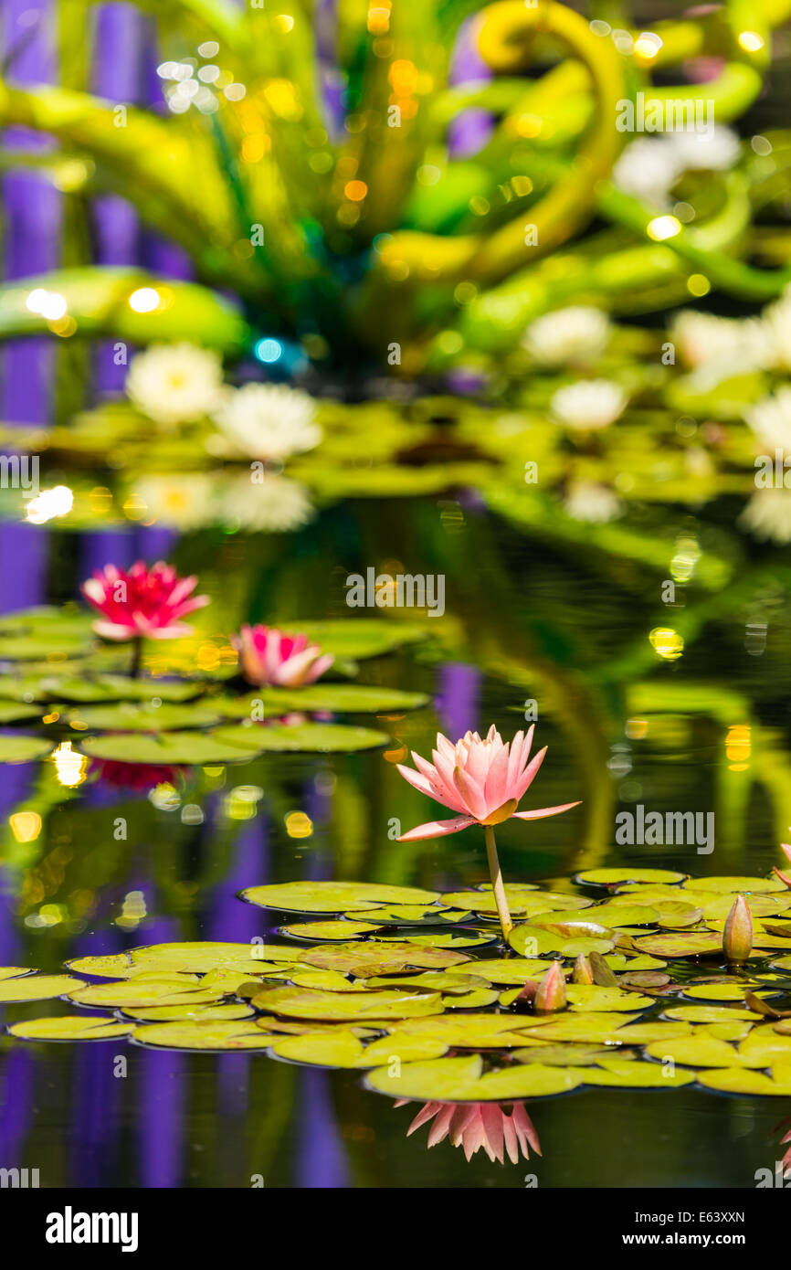 Blooming waterlilies of different colors in water garden Stock Photo ...