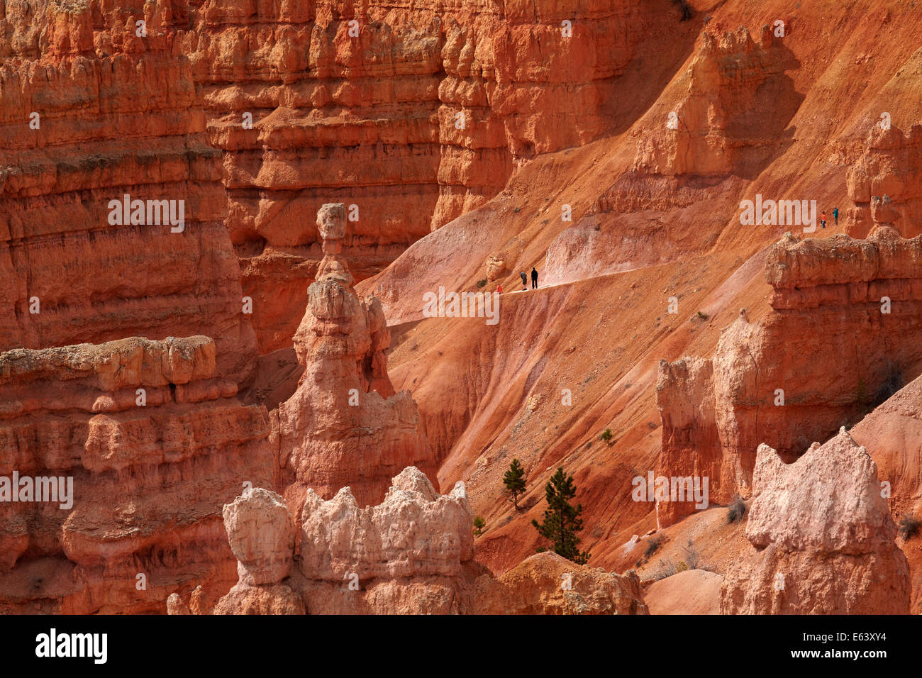 Hikers on Navajo Loop trail through hoodoos, Bryce Canyon National Park ...