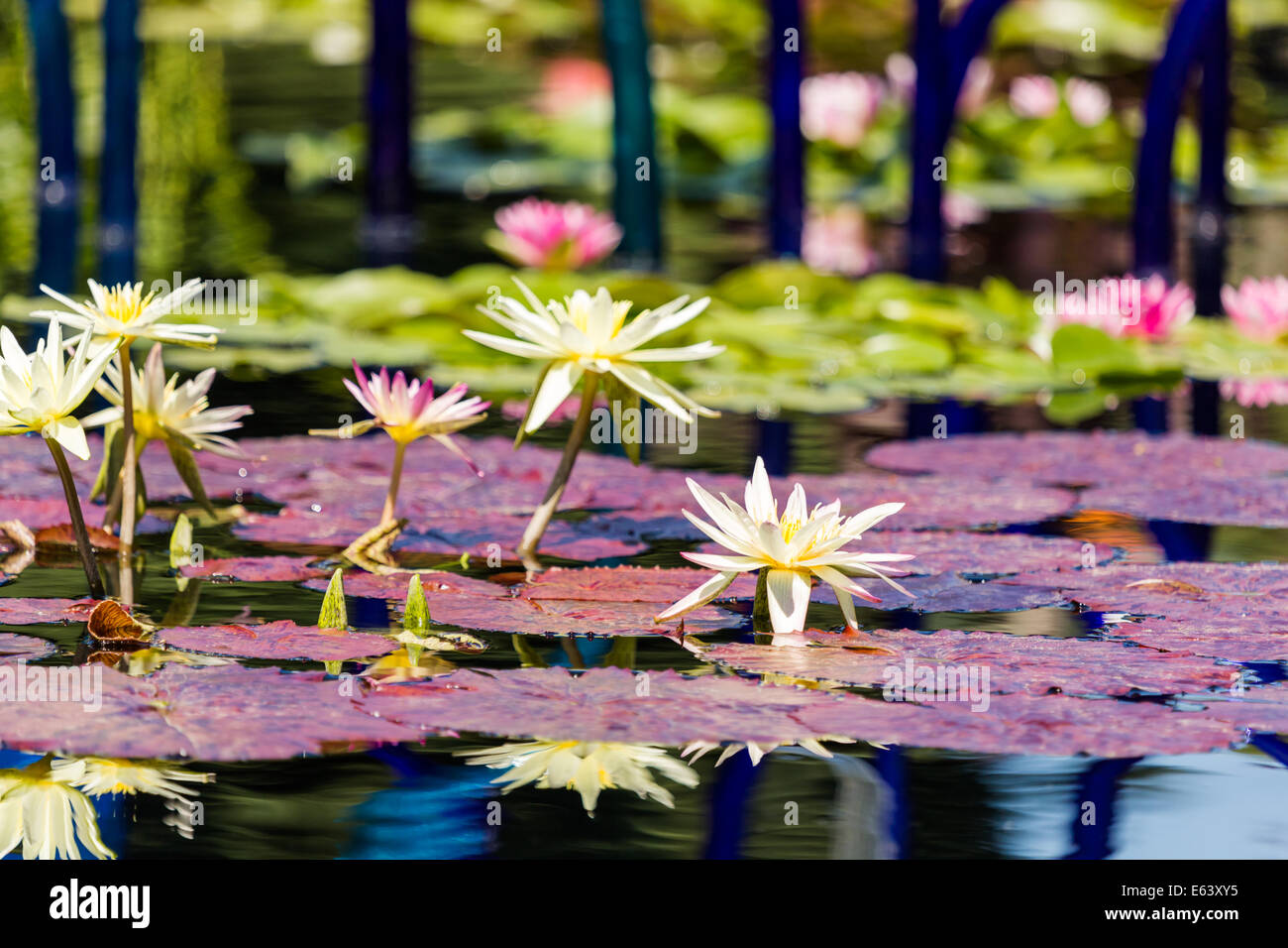 Blooming waterlilies of different colors in water garden Stock Photo ...