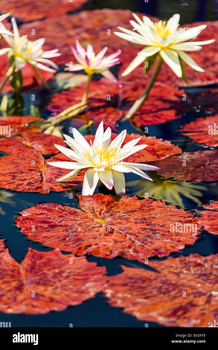 Blooming waterlilies of different colors in water garden Stock Photo ...