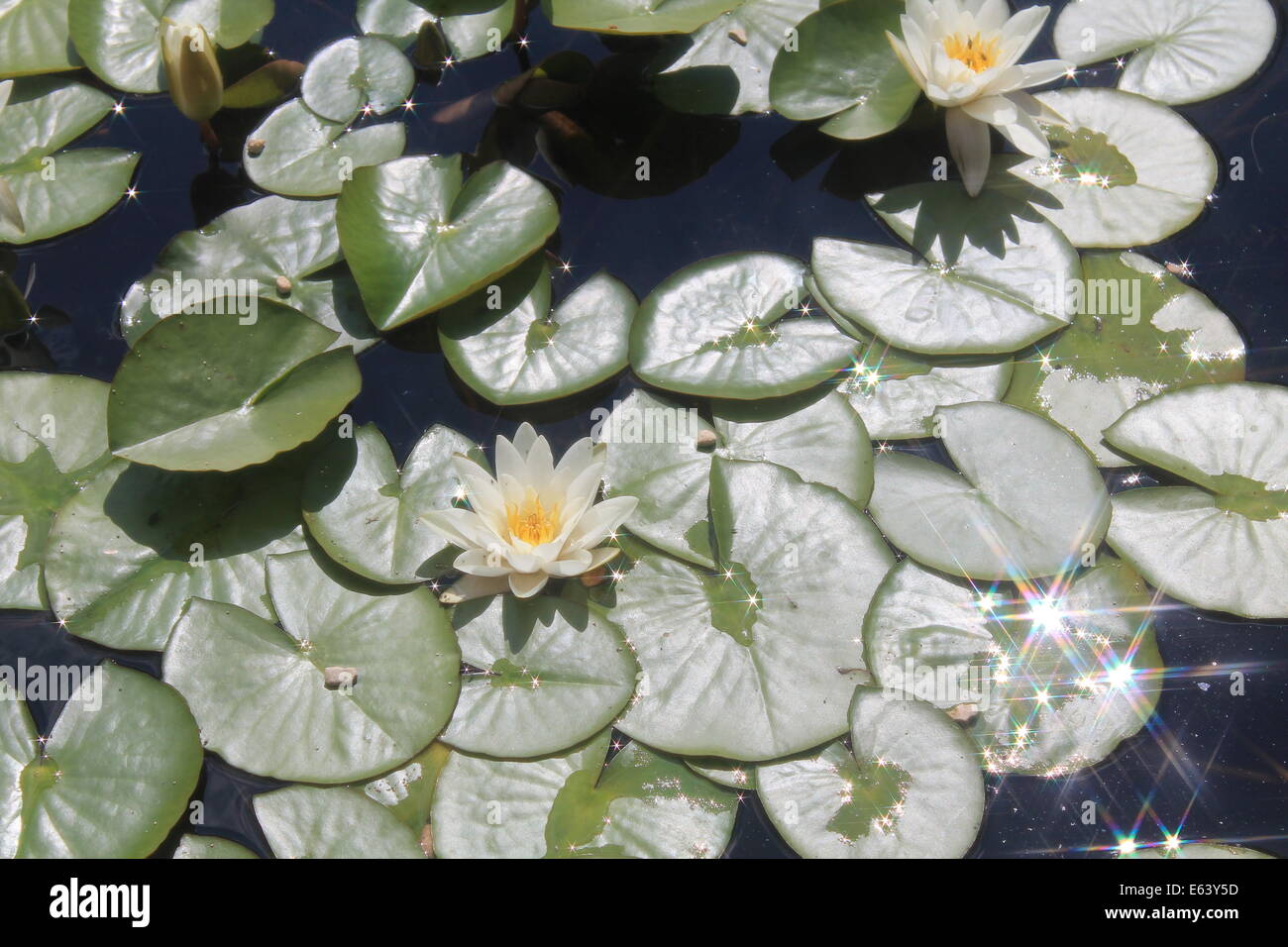 Lilies floating on a pond Stock Photo - Alamy