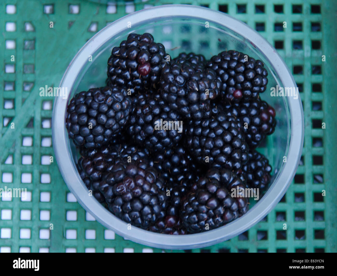 Fresh and ripe blackberry with package for retail Stock Photo - Alamy