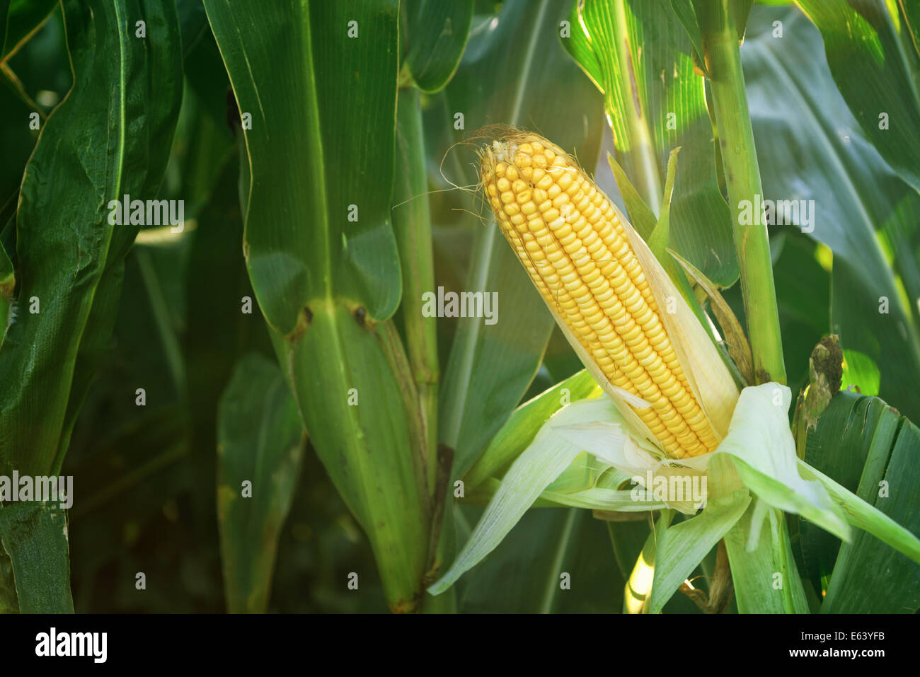 Corn Maize Ear with ripe yellow seed on stalk of a fully grown corn ...