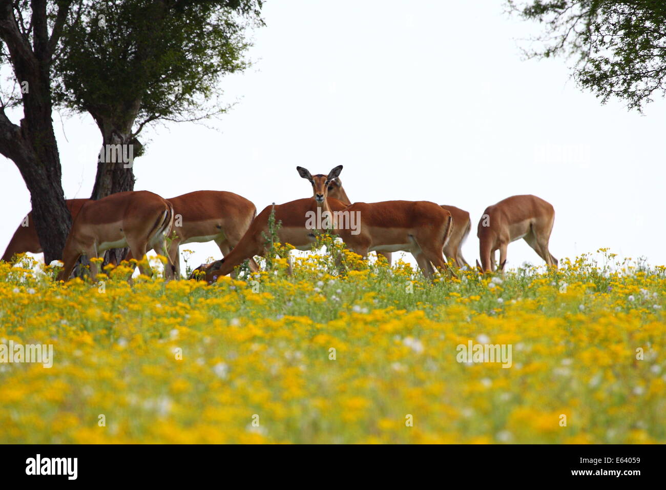 A herd of impala grazing among wildflowers in Texas, USA Stock Photo ...