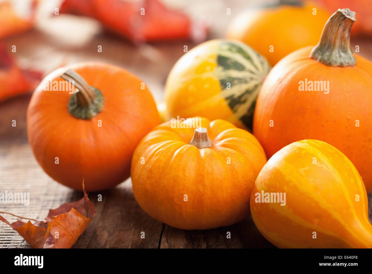 Mini pumpkins gourd on hi-res stock photography and images - Alamy