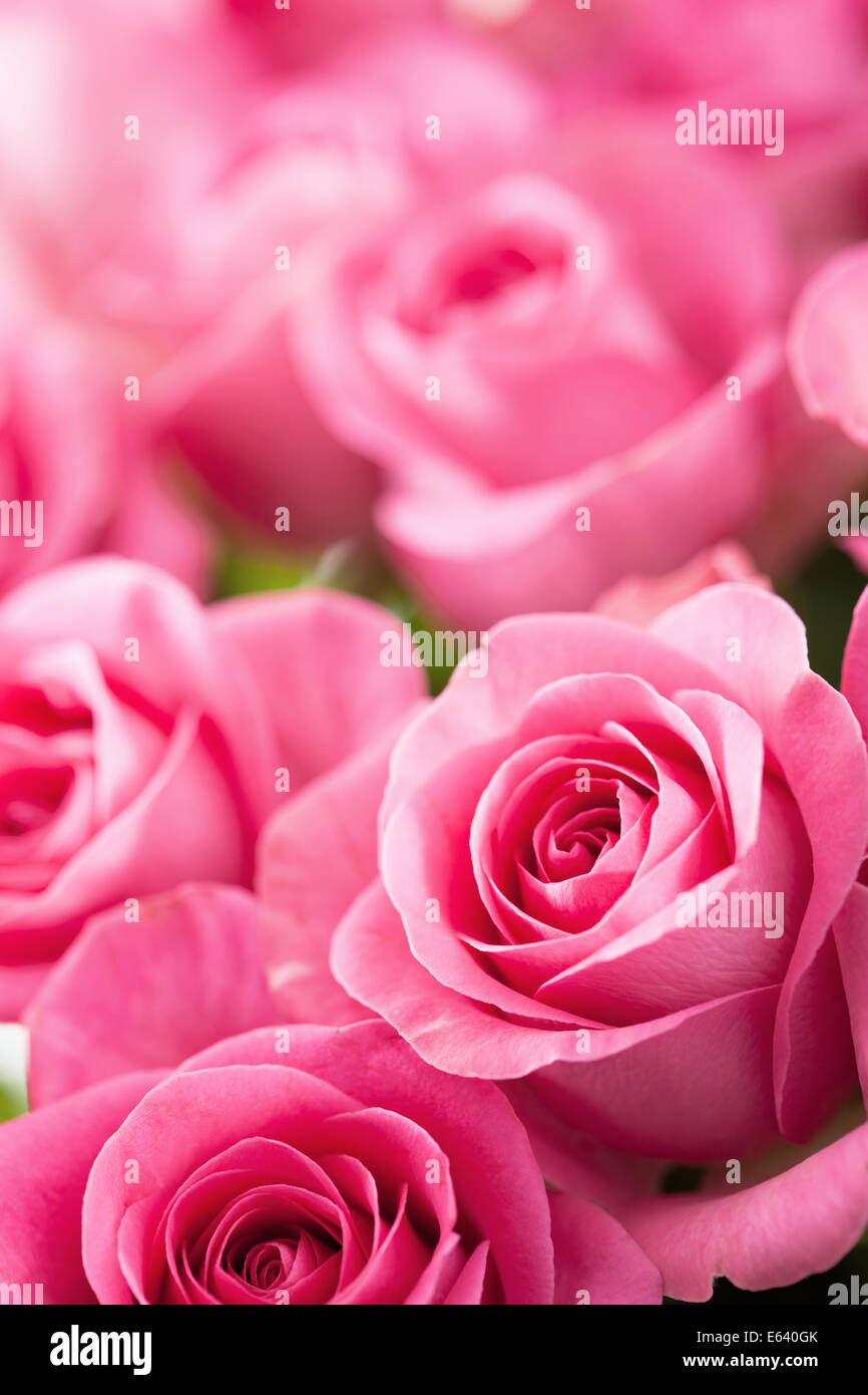 beautiful pink rose flowers background Stock Photo - Alamy