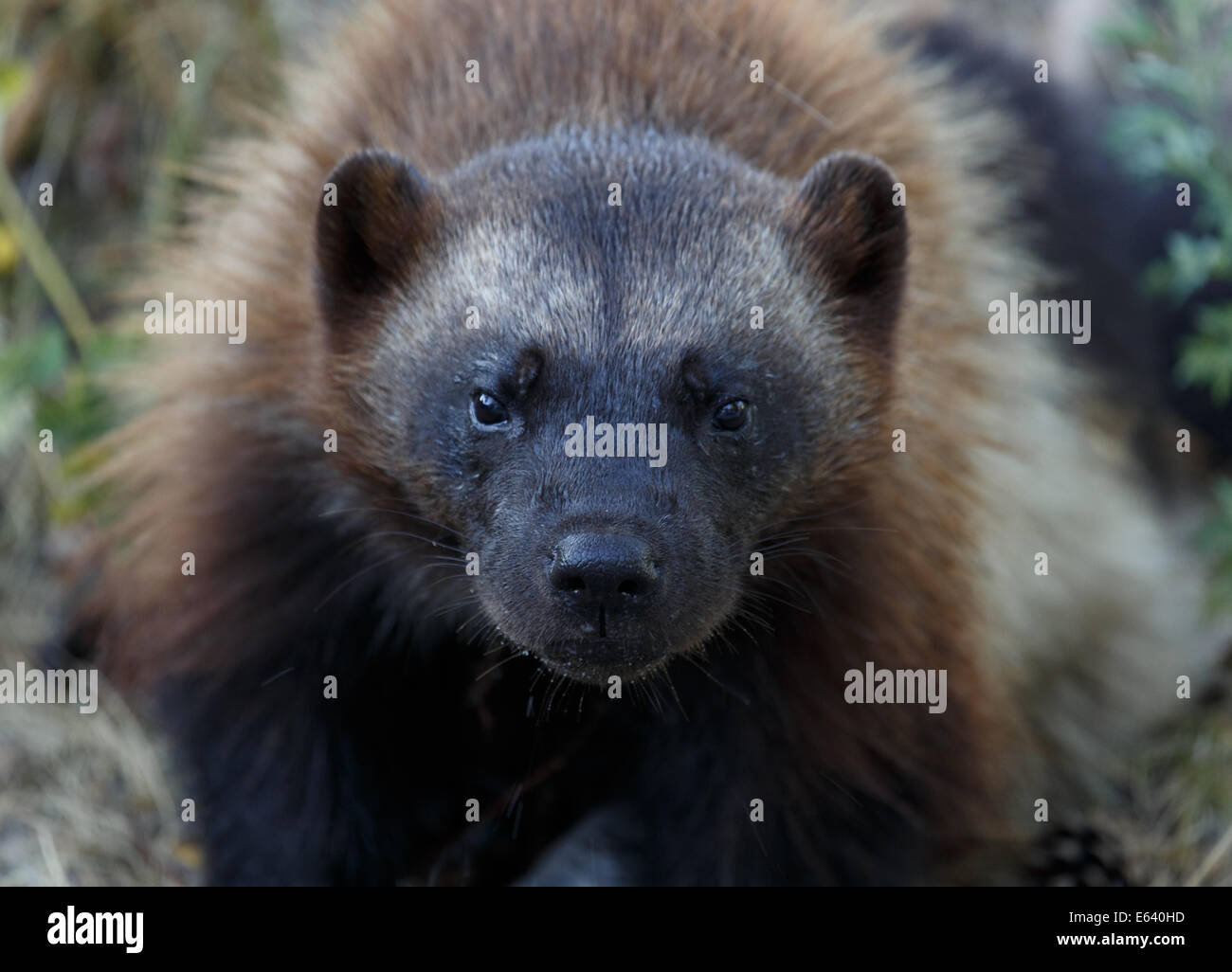 Wolverine glutton carcajou gulo gulo hi-res stock photography and ... Wolverine glutton carcajou gulo gulo hi-res stock photography and ...