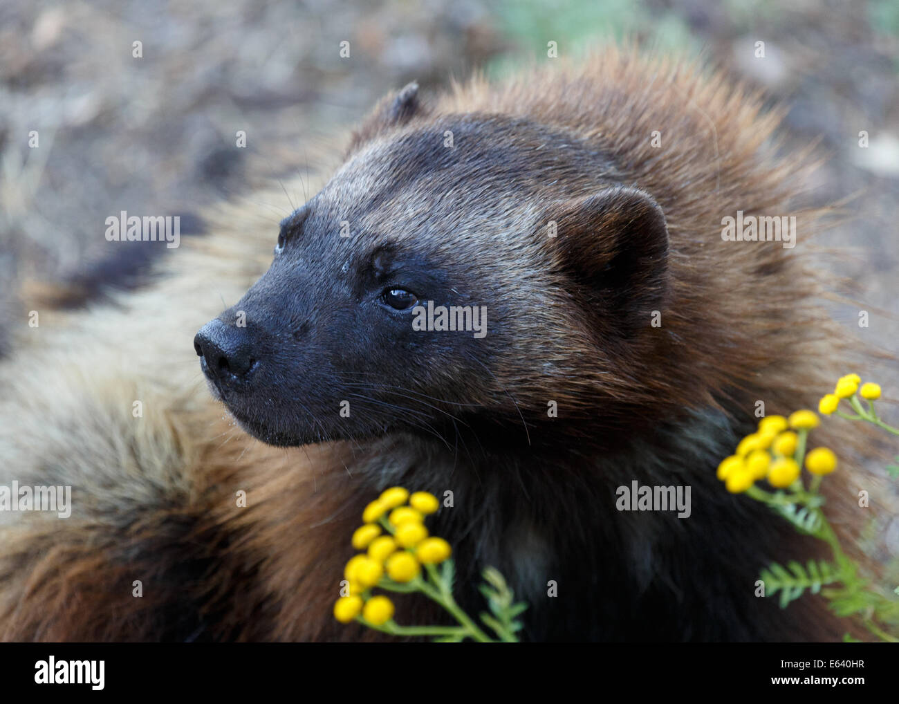 Wolverine display hi-res stock photography and images - Alamy