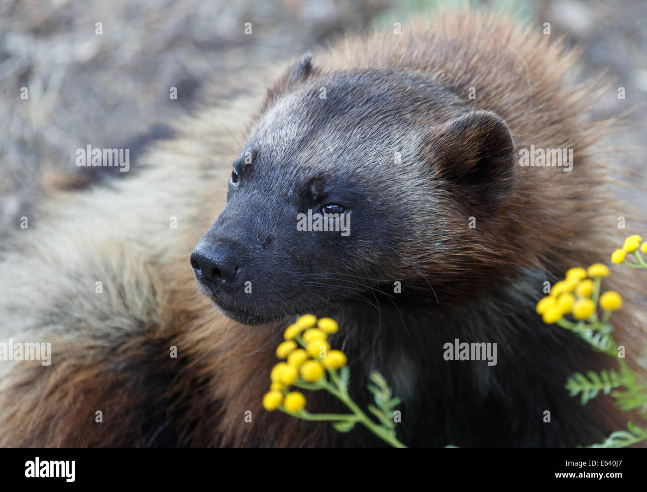Wolverine High Resolution Stock Photography and Images - Alamy
