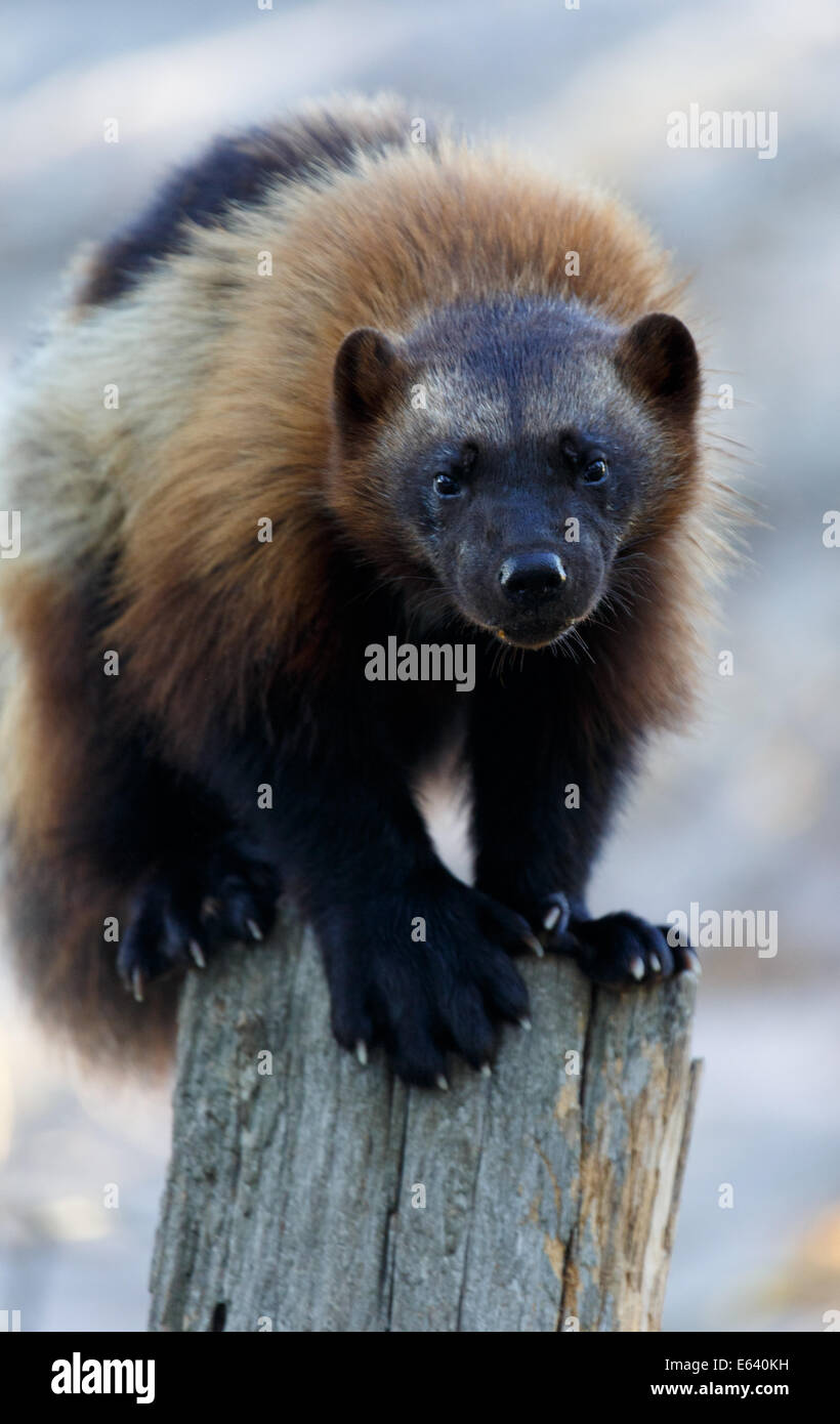 Wolverine (Gulo gulo) posing at the zoo of Helsinki, Finland Stock ...
