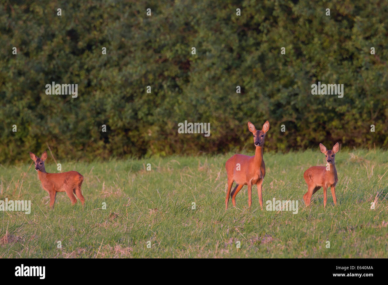 Roe deer doe and two fawns hi-res stock photography and images - Alamy