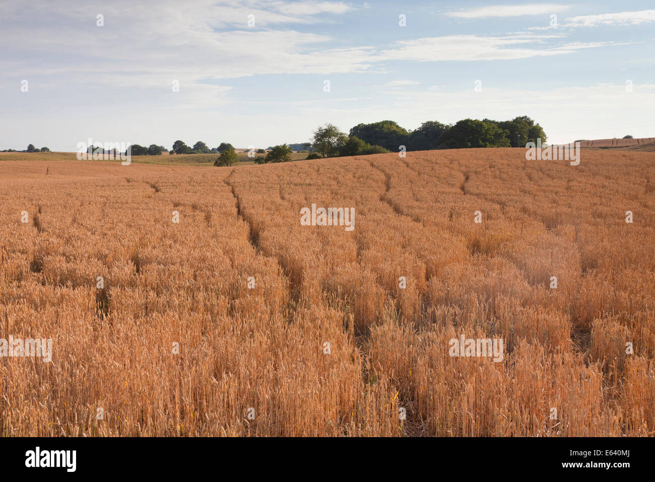 Red Deer (Cervus elaphus). Tracks in a corn field. Germany Stock Photo ...