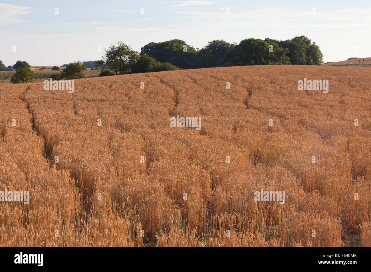 Red Deer (Cervus elaphus). Tracks in a corn field. Germany Stock Photo ...