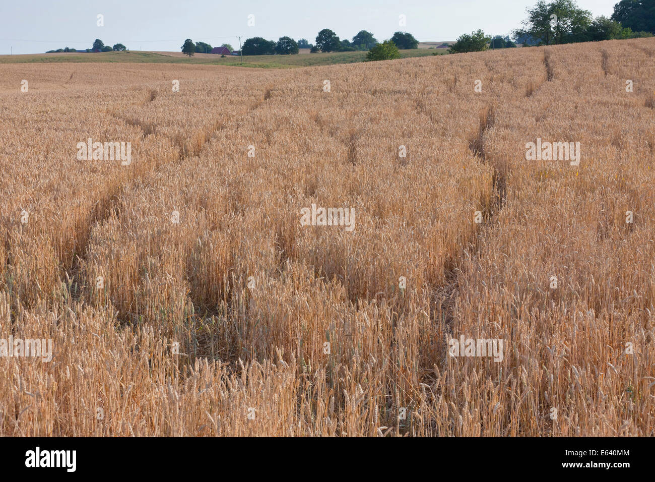 Red Deer (Cervus elaphus). Tracks in a corn field. Germany Stock Photo ...