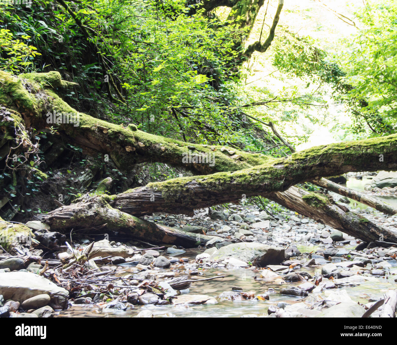 Fallen trees river Stock Photo - Alamy