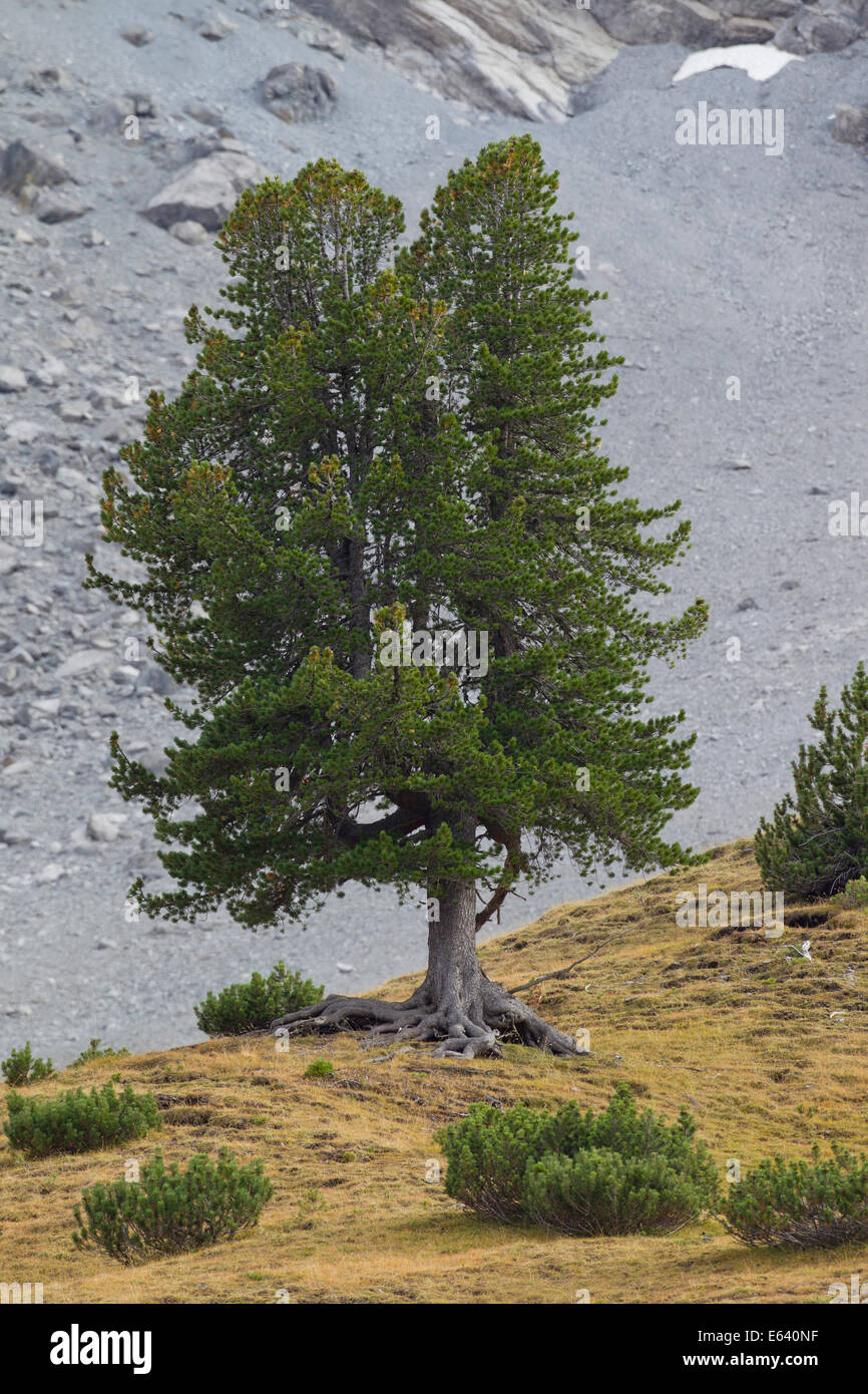 Switzerland pinus cembra hi-res stock photography and images - Alamy