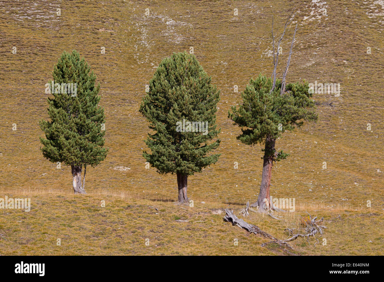 Swiss Pine (Pinus cembra), three trees. Graubuenden, Switzerland Stock ...
