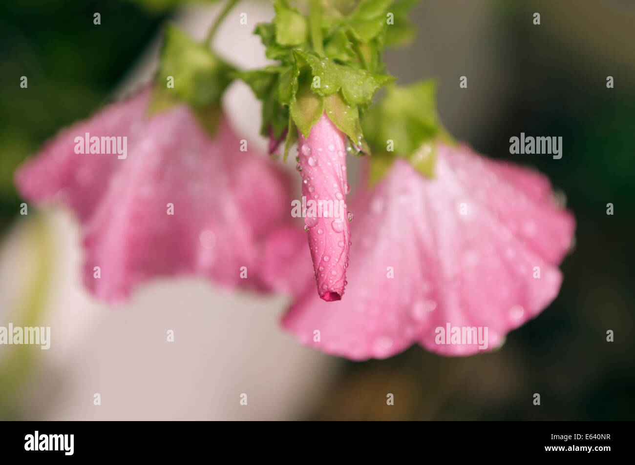 A pink Mallow flower against a soft yellow background covered in ...