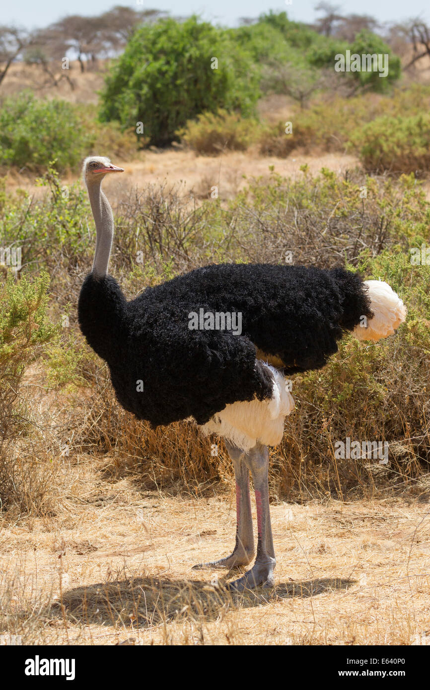 Somali Ostrich (Struthio camelus molybdophanes). Male standing in ...