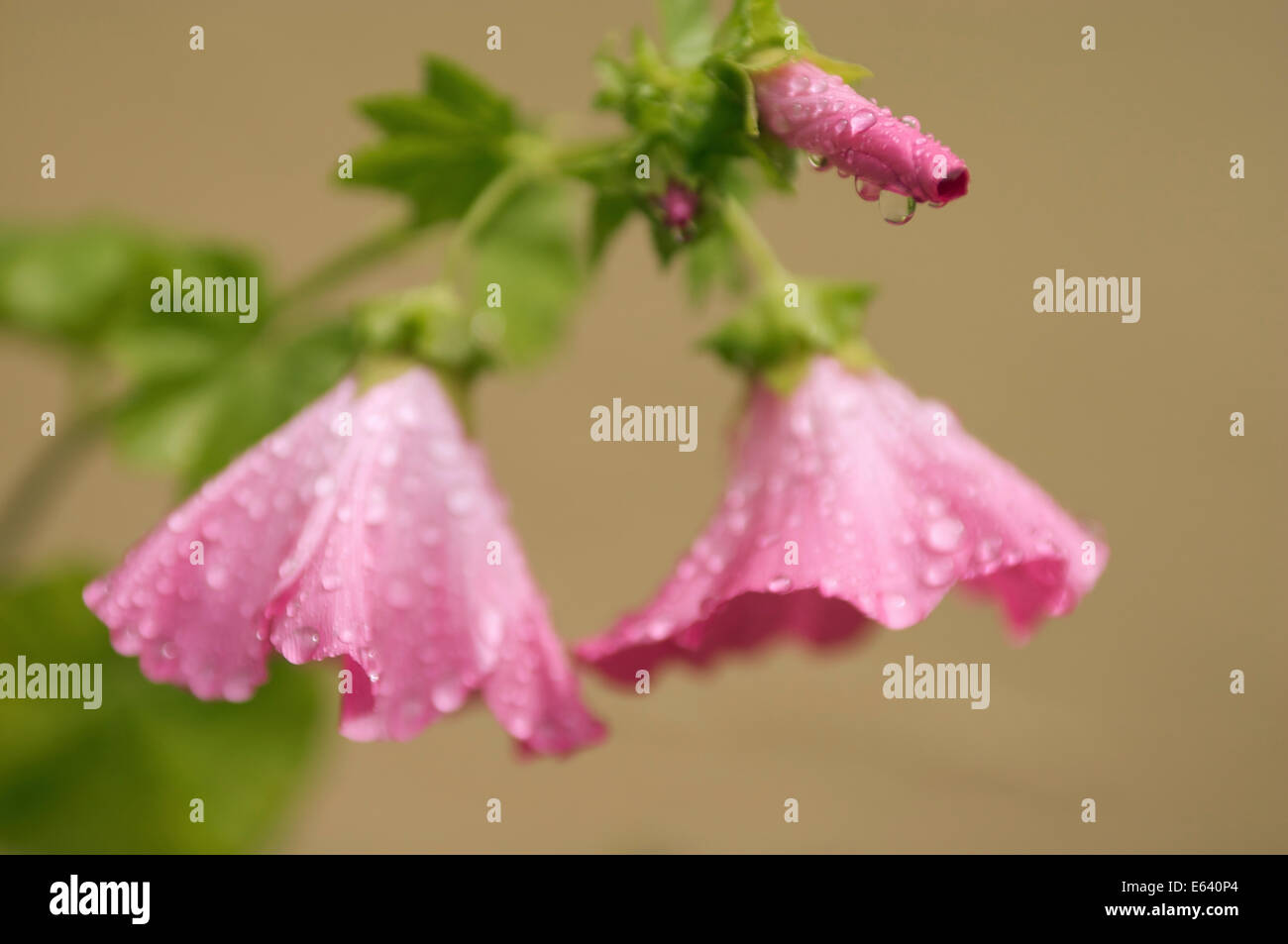 A pink Mallow flower against a soft yellow background covered in ...