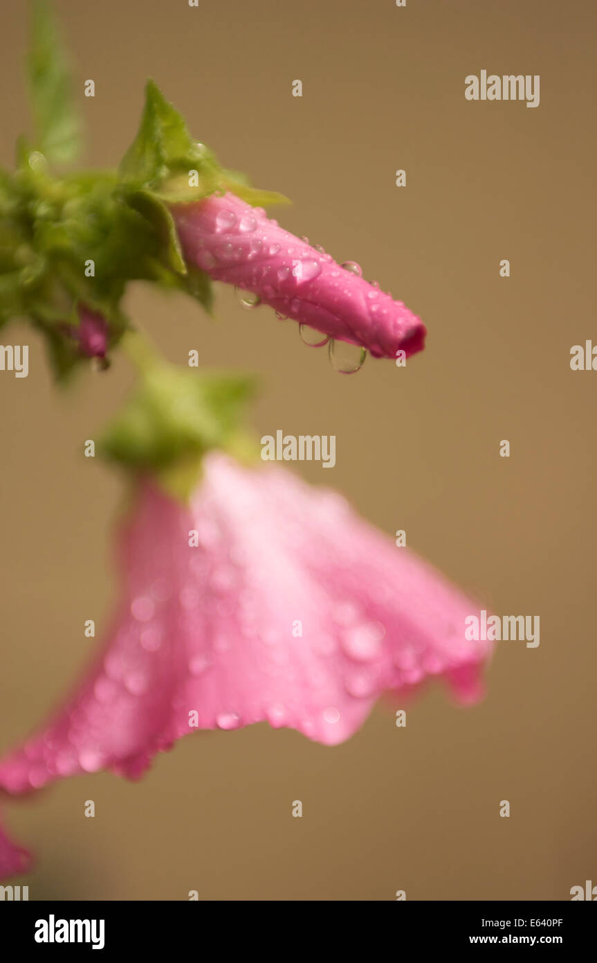 A pink Mallow flower against a soft yellow background covered in ...