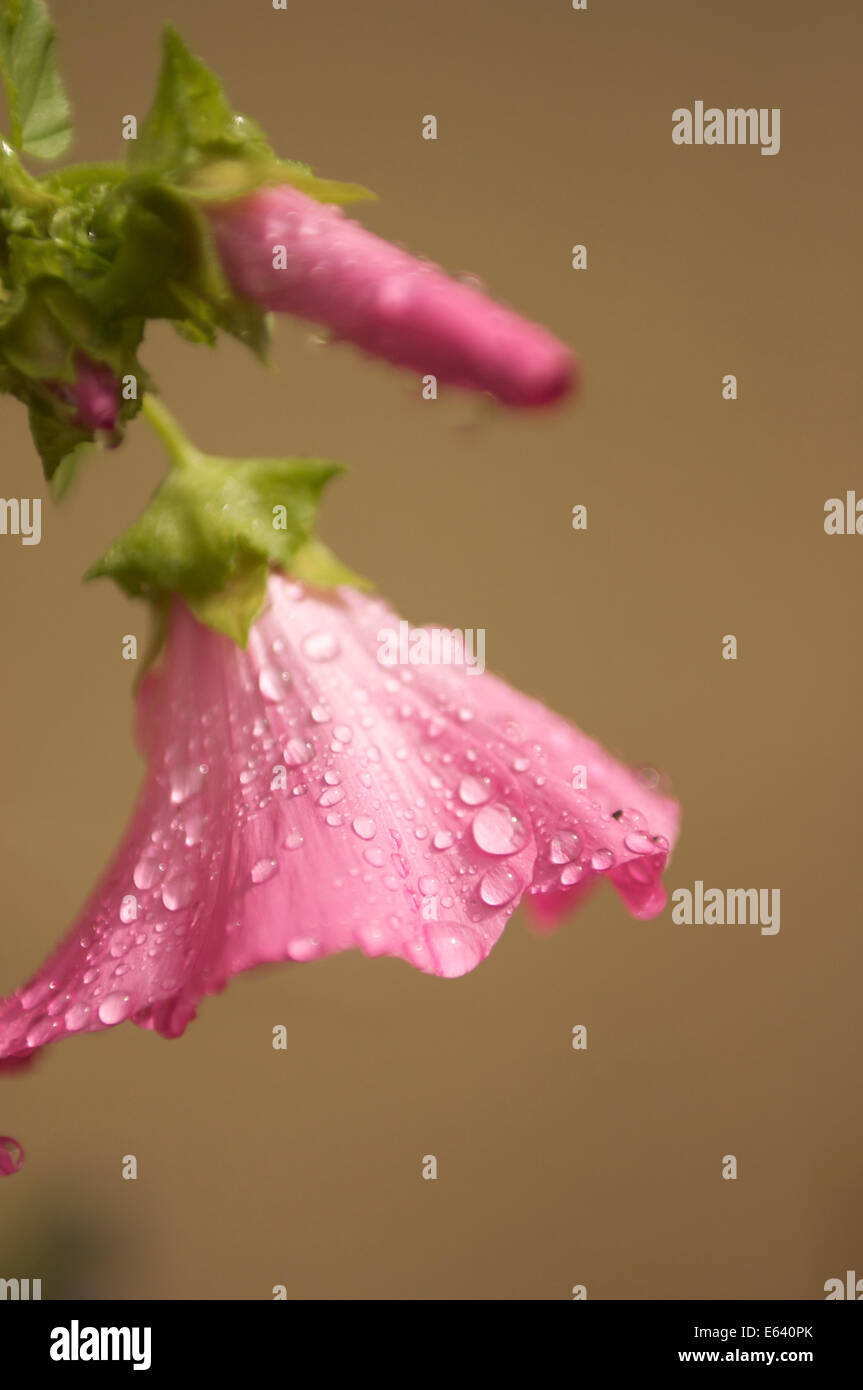 A pink Mallow flower against a soft yellow background covered in ...