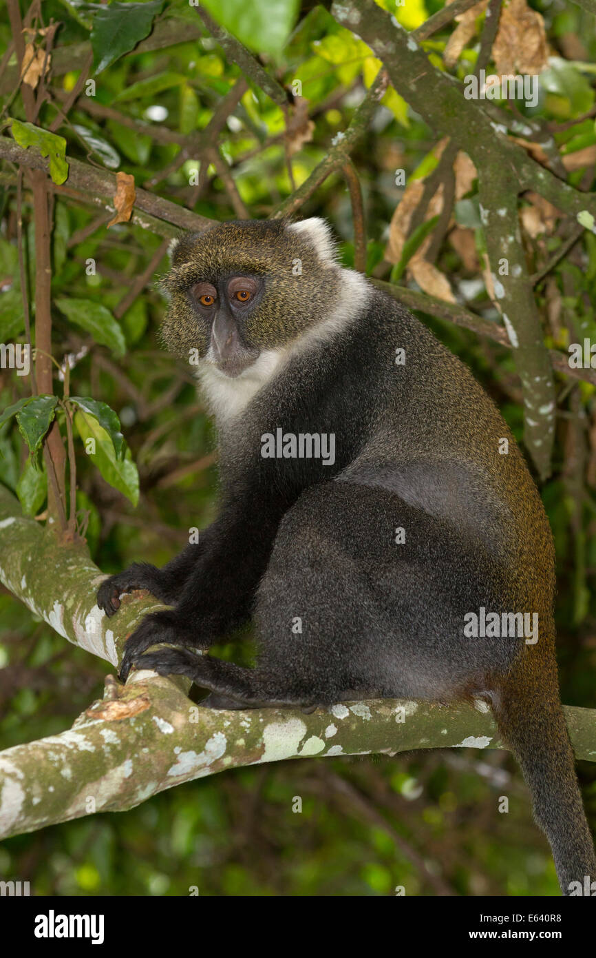 Sykes Monkey, White-throated Monkey (Cercopithecus albogularis). Adult ...
