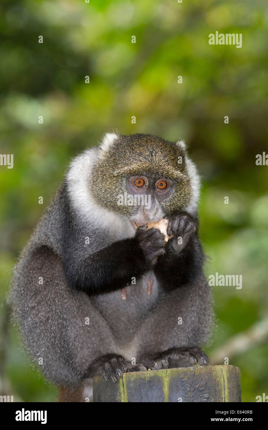 Sykes Monkey, White-throated Monkey (Cercopithecus albogularis). Adult ...