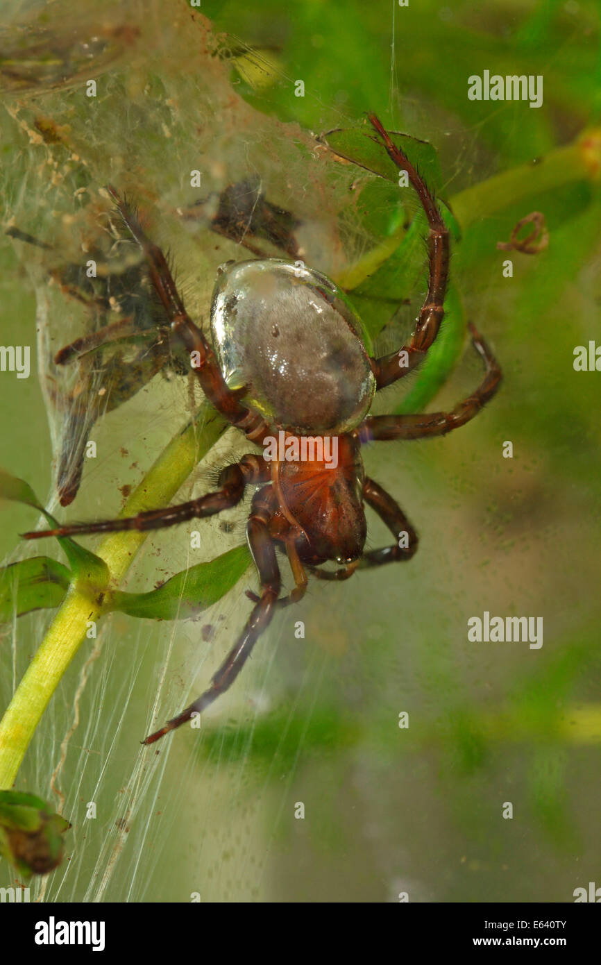 Diving Bell Spider Body Parts