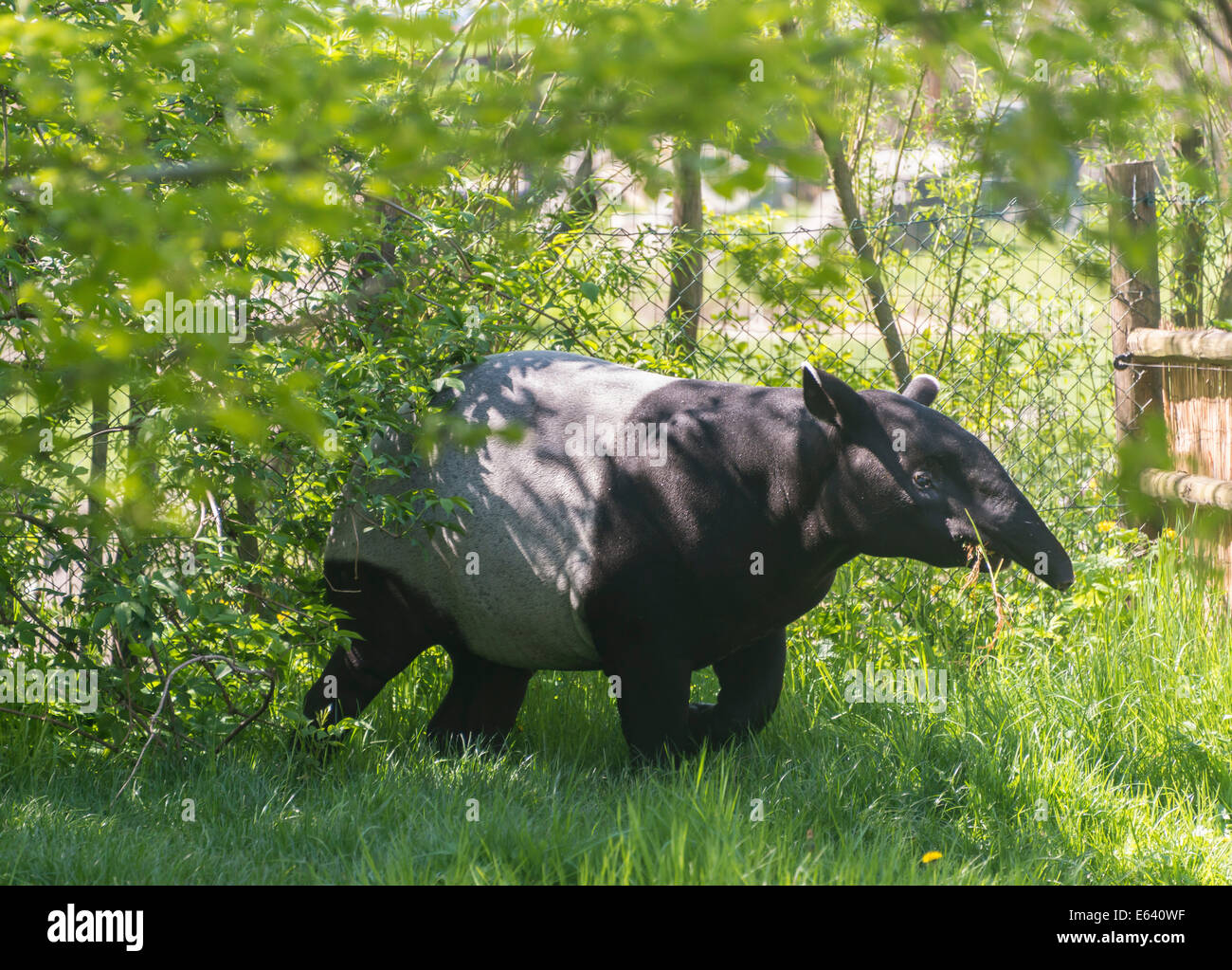 The malayan tapir hi-res stock photography and images - Alamy
