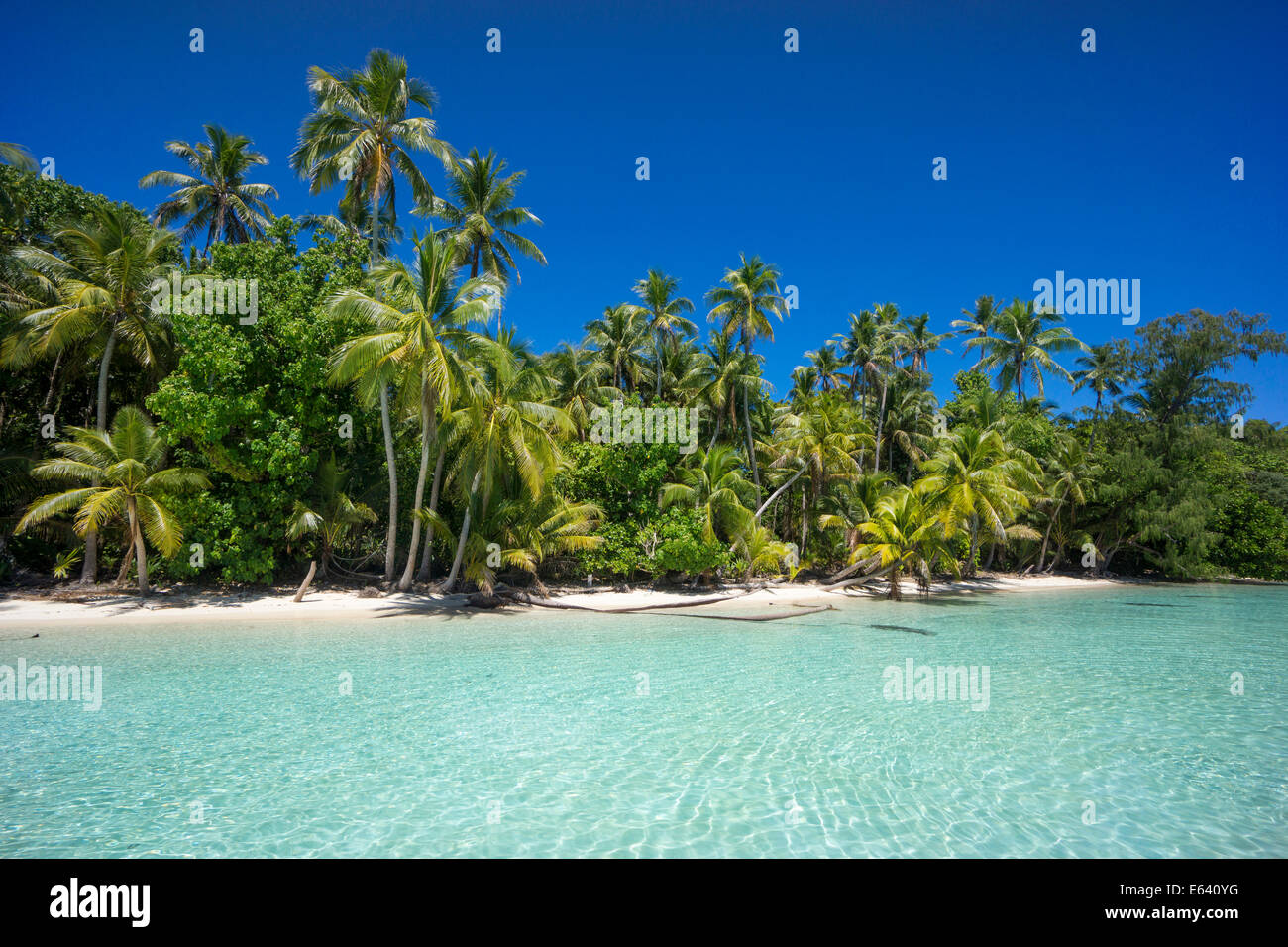 Lagoon with a sandy beach and palm trees, Peleliu, Palau, Micronesia ...