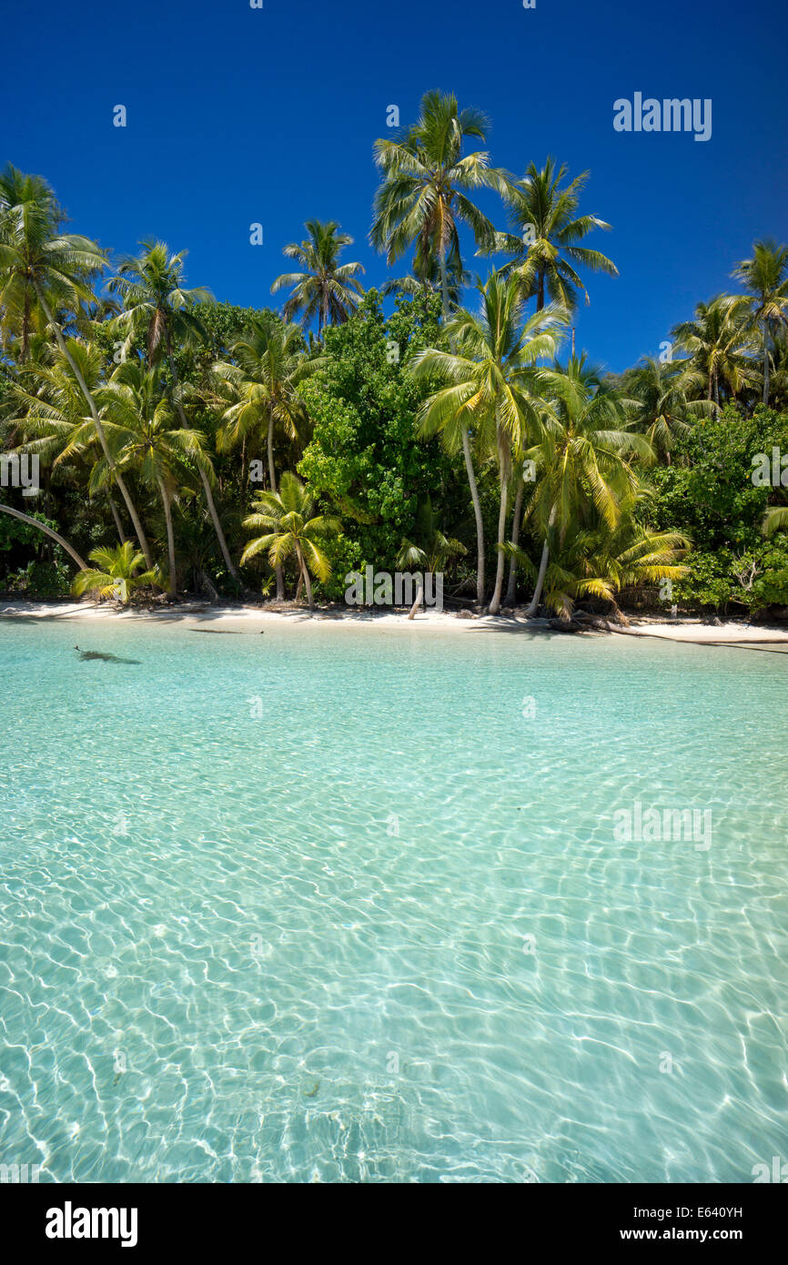 Lagoon with a sandy beach and palm trees, Peleliu, Palau, Micronesia ...