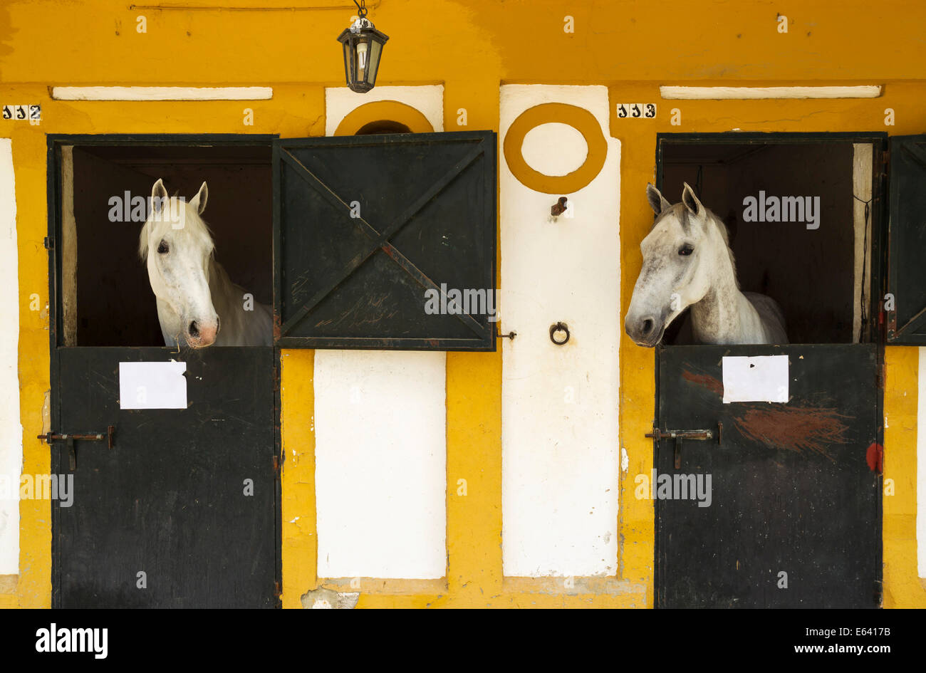 Stallions in their box stalls during the Feria del Caballo Horse Fair ...