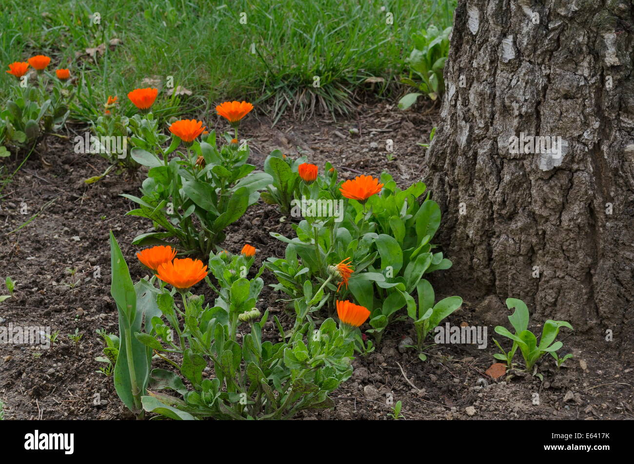 Marigold flowers by tree trunk Stock Photo - Alamy
